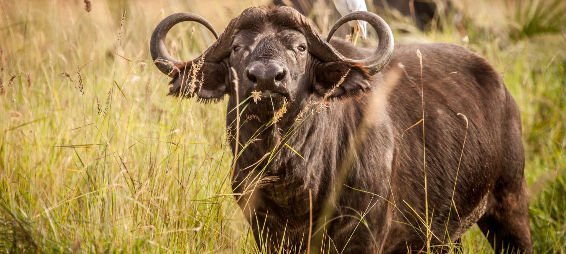 9 Tips Voor Internationale Bezoekers Die Naar Het Kruger National Park Komen – Drive South Africa