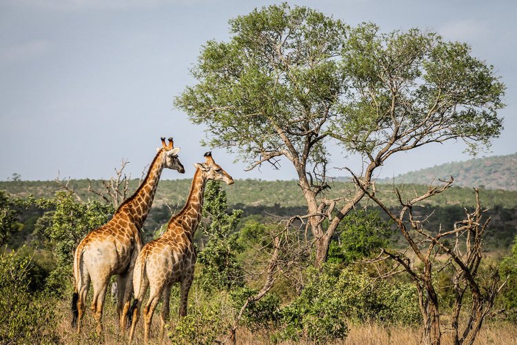 Safari Road Trip: 1 Week in the Kruger National Park – Drive South Africa