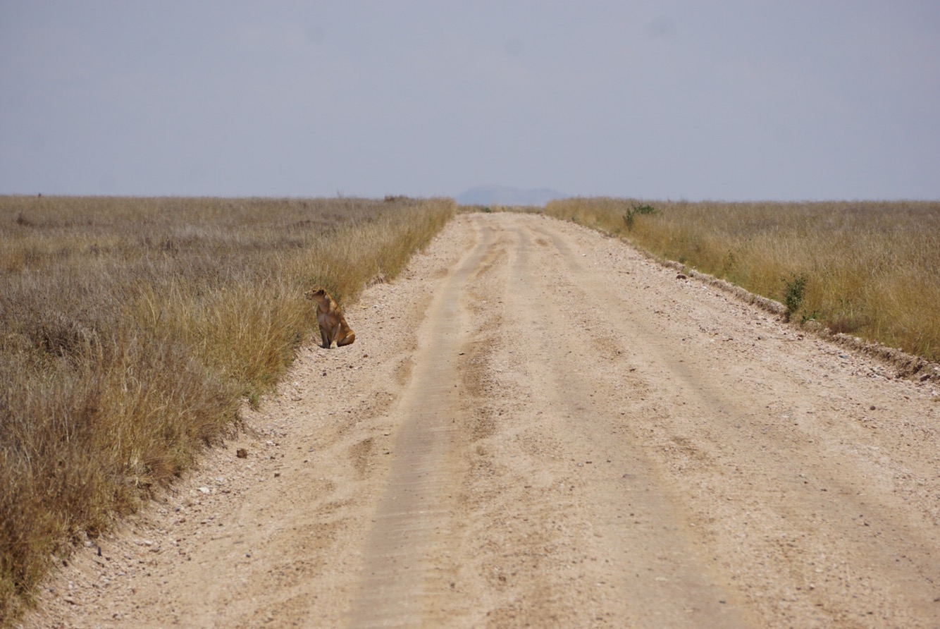 Wild Wonders of Tanzania Safari Road Trip Adventure – Drive South Africa